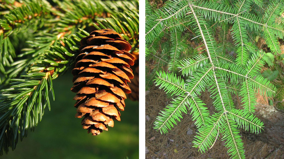 Sapin ou épinette, telle est la question - Blogue de GUEPE